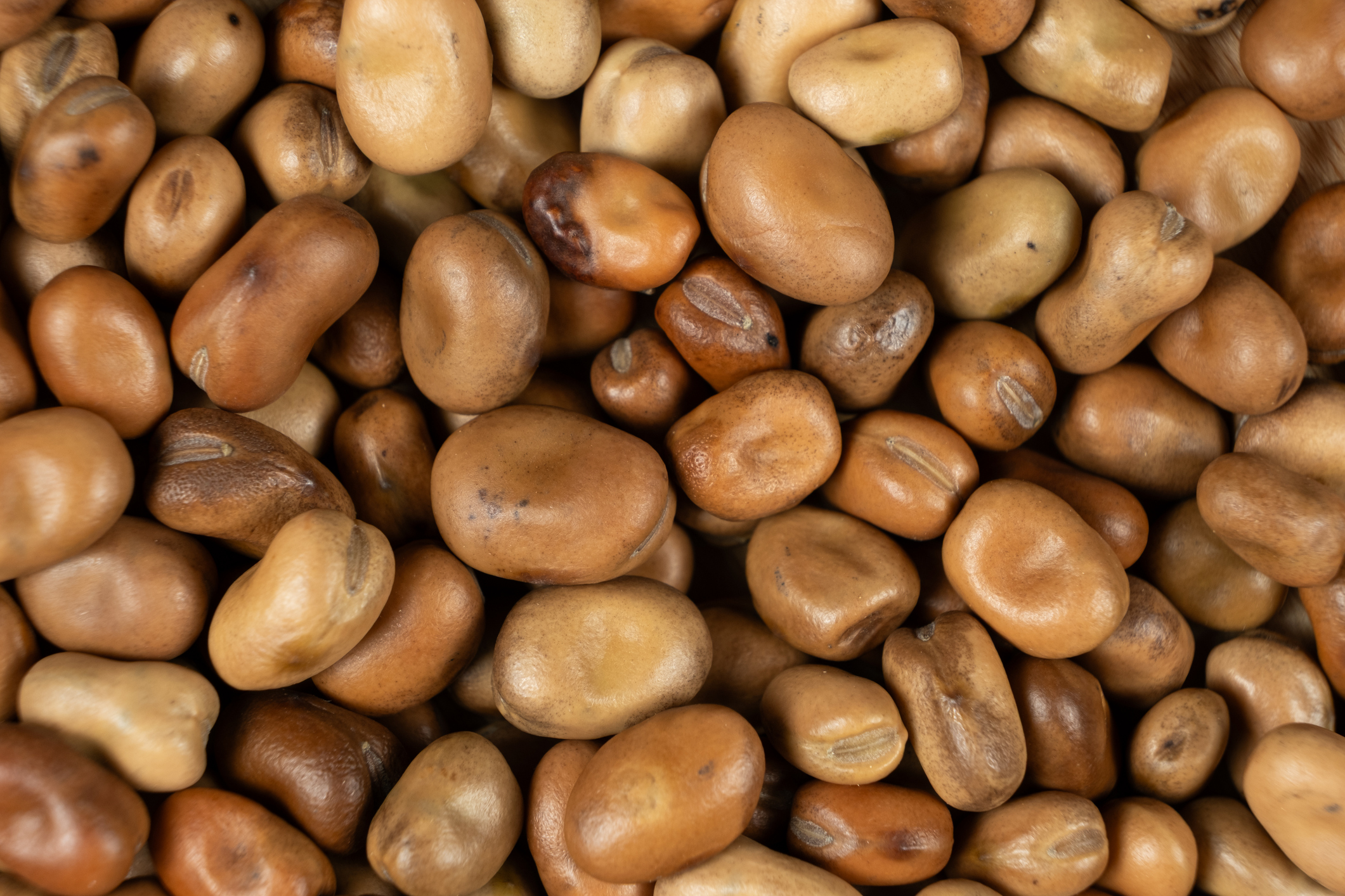 ECONEXT - Enabling protein CONcentrates for EXTrusion – ISPT